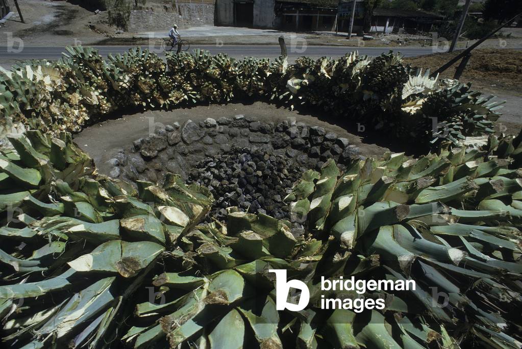 Image of Agave mescal/Agave angustifolia/Mescal Agave/Maguey Espadin ...