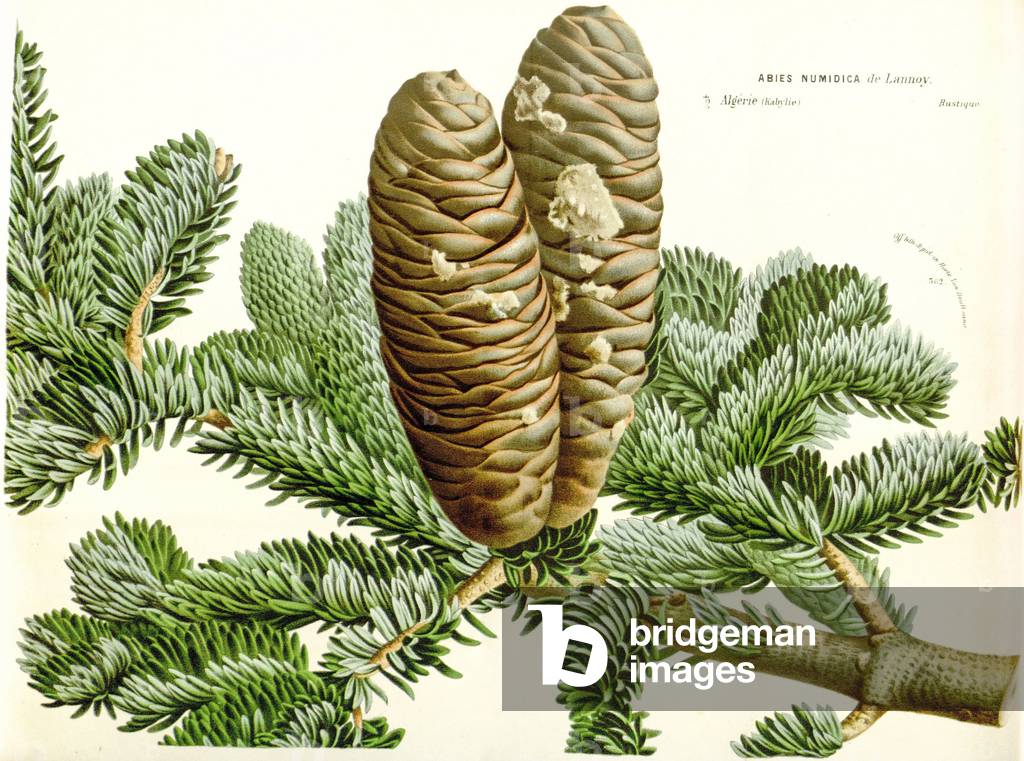 Image of Botanical illustration/Abies numidica/Algerian fir/Numidie fir
