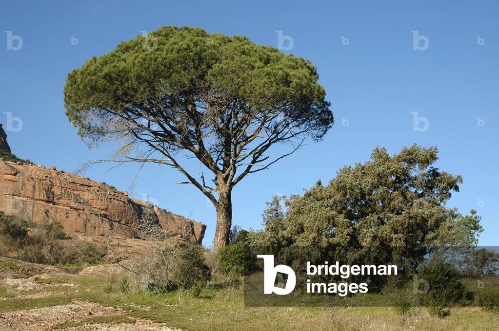 Image of Pinus halepensis/White pine of Provence/Aleppo pine