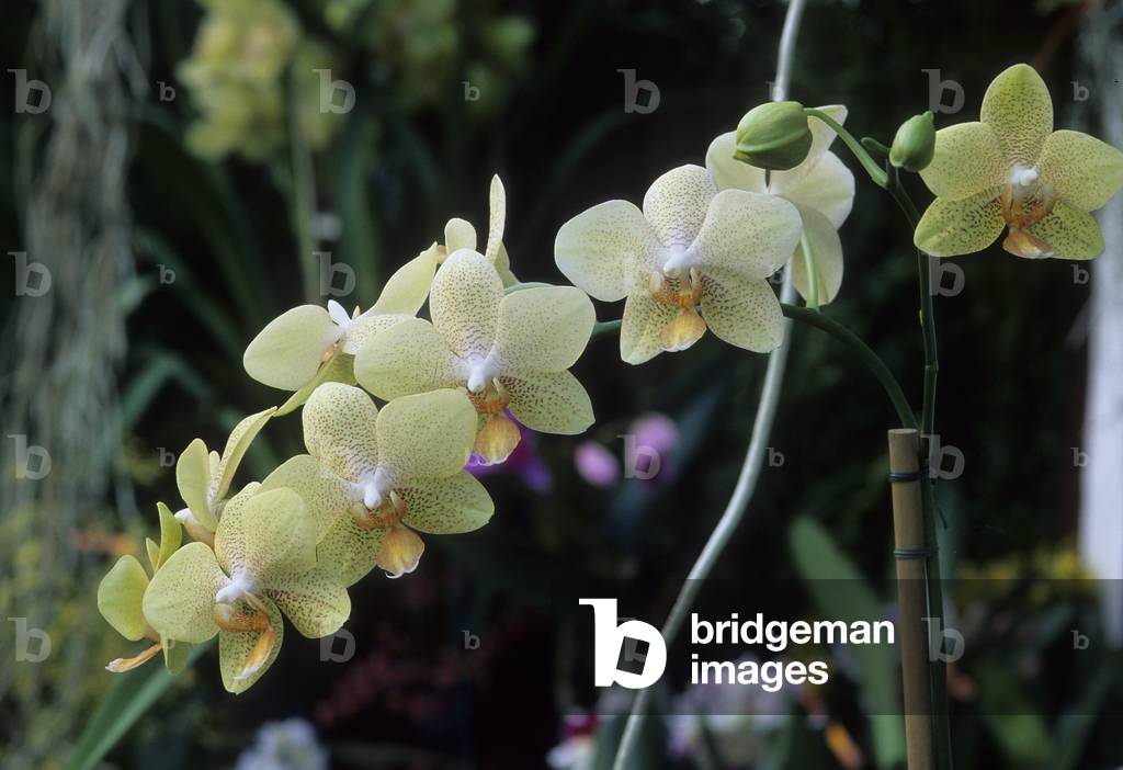Image of Phalaenopsis x/Phalaenopsis