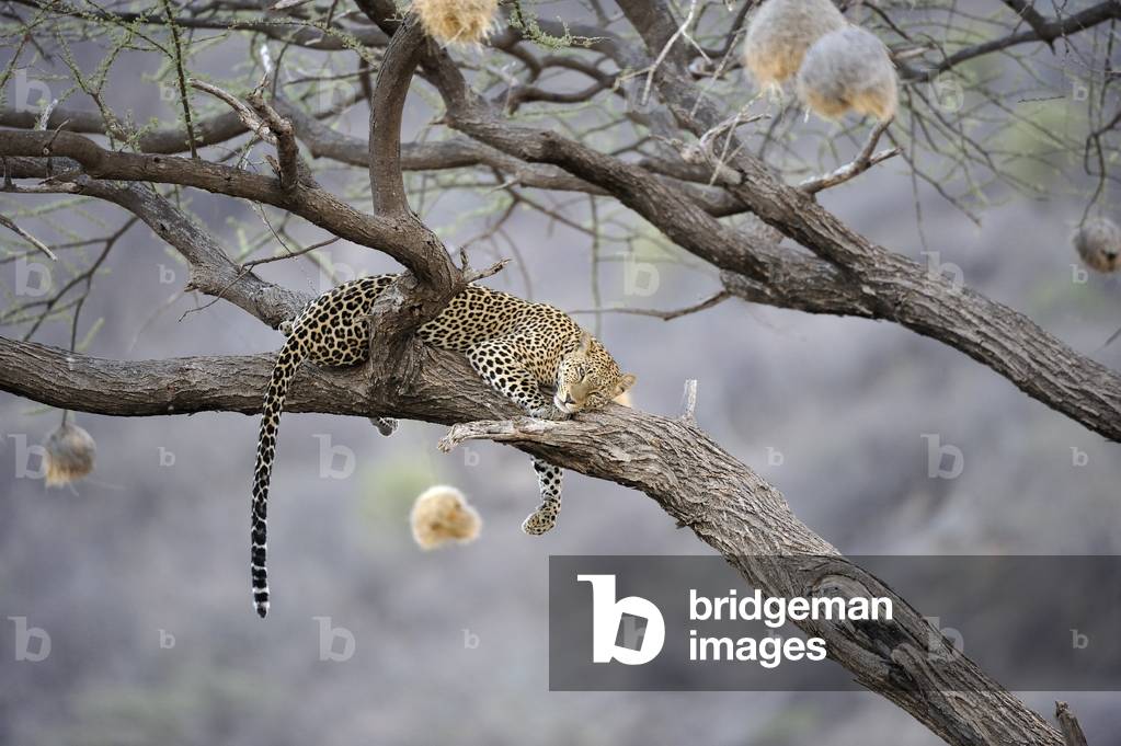 Panthera pardus/Leopard/Panthere/Panther by