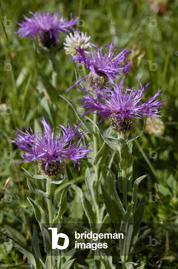 Image of Centaurea uniflora/Centauree has a flower