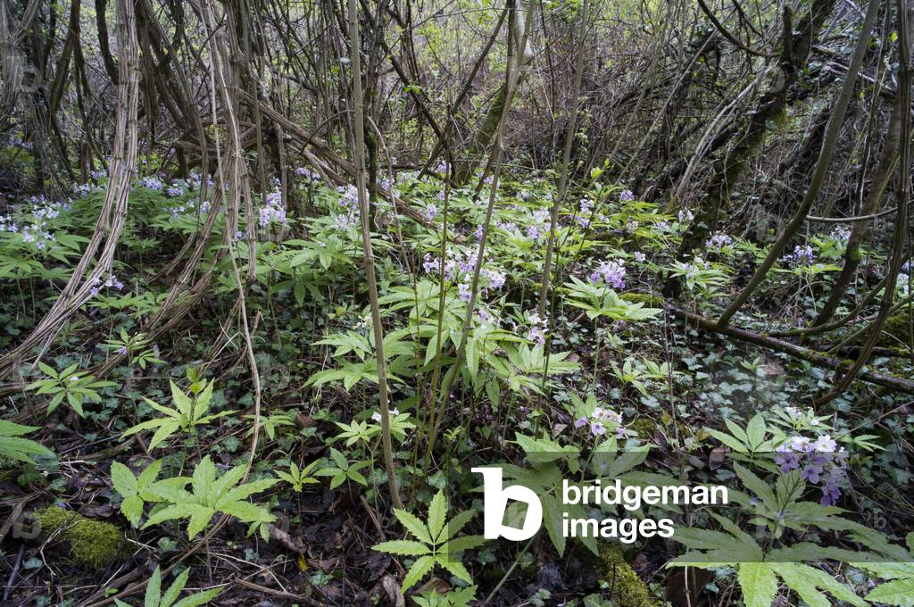 Image of Cardamine pentaphyllos / Dentaire a cinq folioles / Dentaire ...