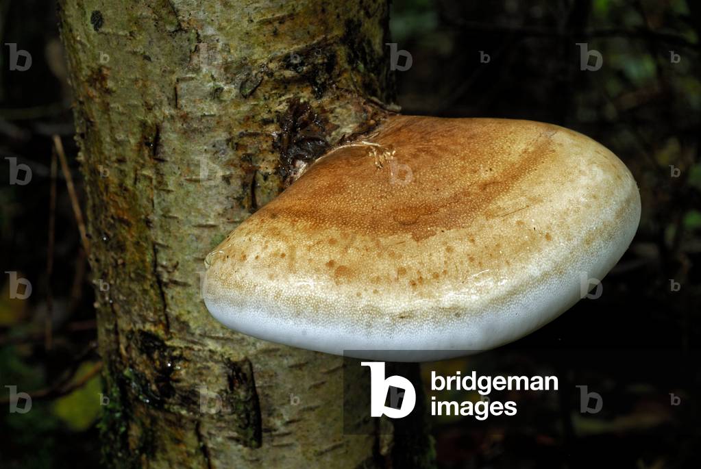 Image of Piptoporus betulinus/Birch Polypore