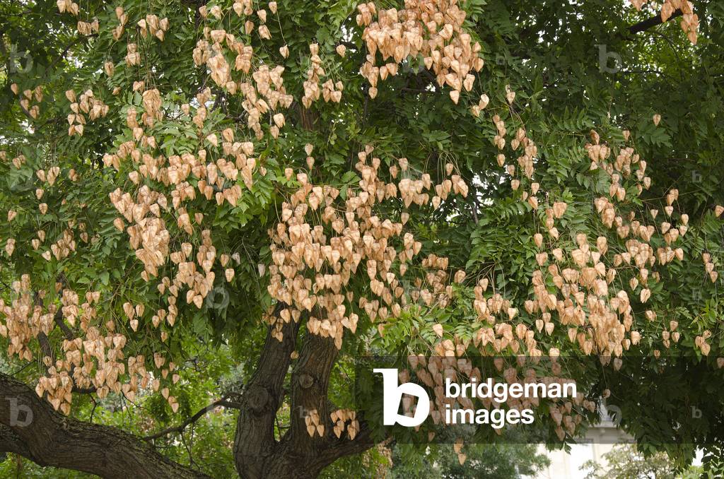 Image of Koelreuteria paniculata/Savonnier de Chine/Golden Raintree