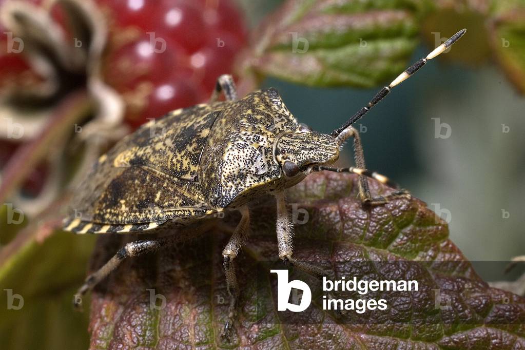 Image of Dolycoris baccarum/Berry bug/Berry pentatom