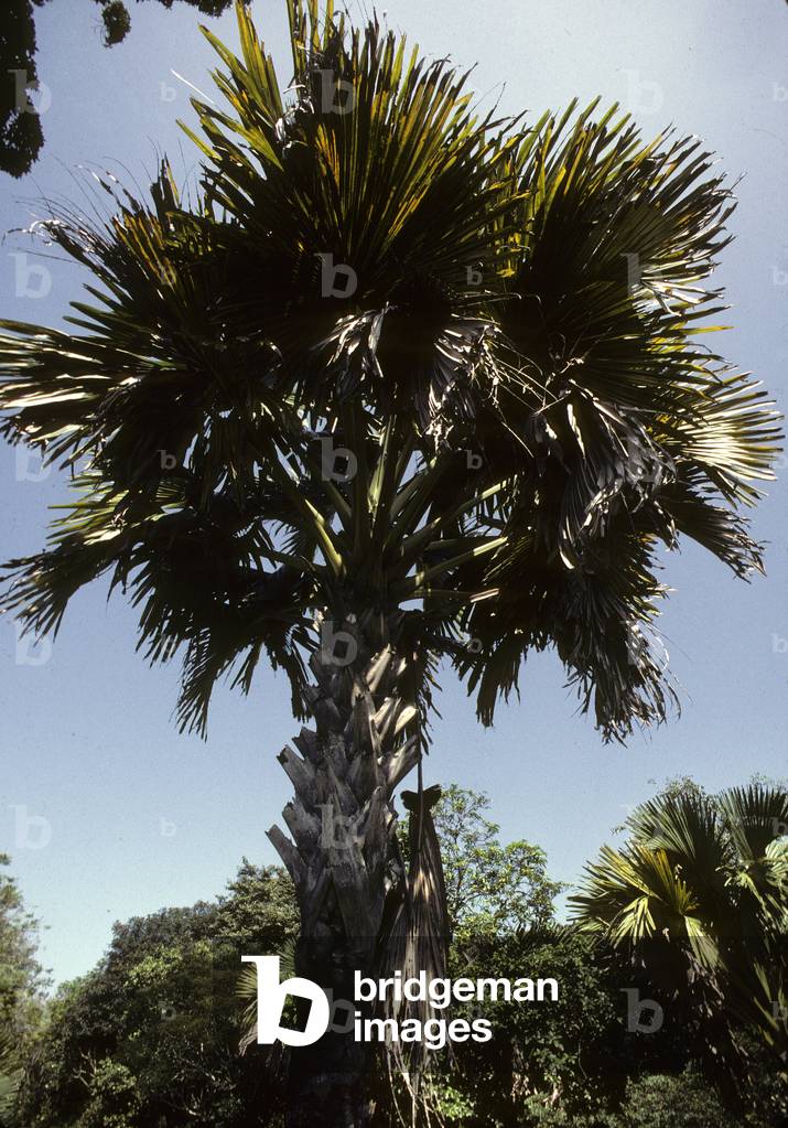Image of Corypha umbraculifera/Talipot/Coryphee