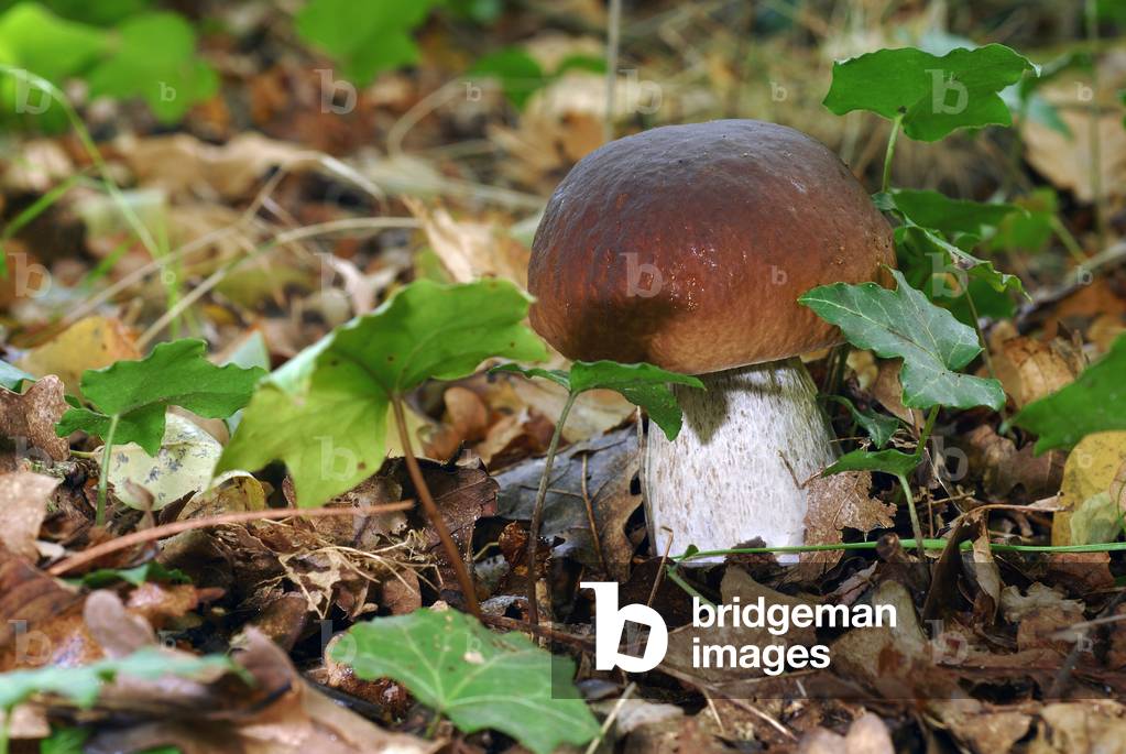 Image of Boletus edulis/Cope de Bordeaux/Edible bolet