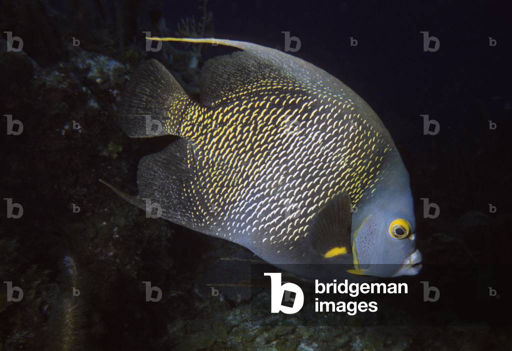 Poisson Ange Français Juvénile Poisson Ange à Anneau | Aquarium