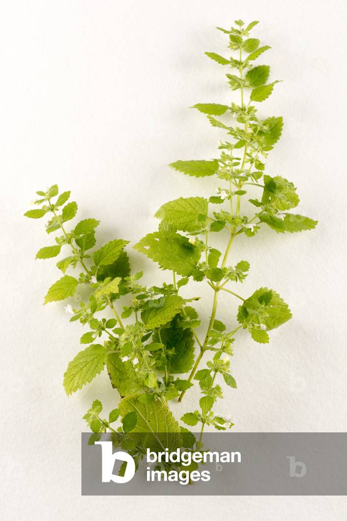 Image of Botanical board/Melissa officinalis/Melisse officinale/Lemon Balm