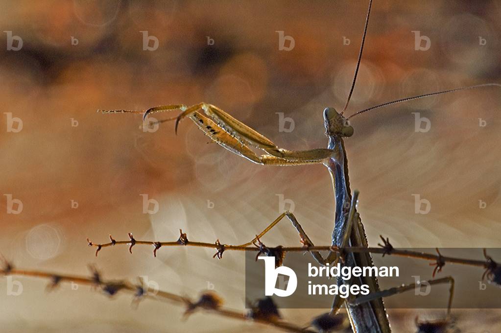 Image of Mantis religiosa/Religious mantis