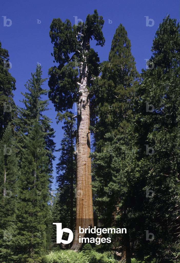 Image of General Grant Tree/Sequoia geant/Sequoiadendron giganteum/3000 ...