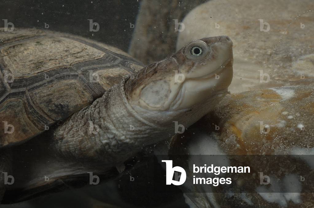 Image of Pelomedusa subrufa/Testudo subrufa/Testudo galatea/Pelomeduse ...