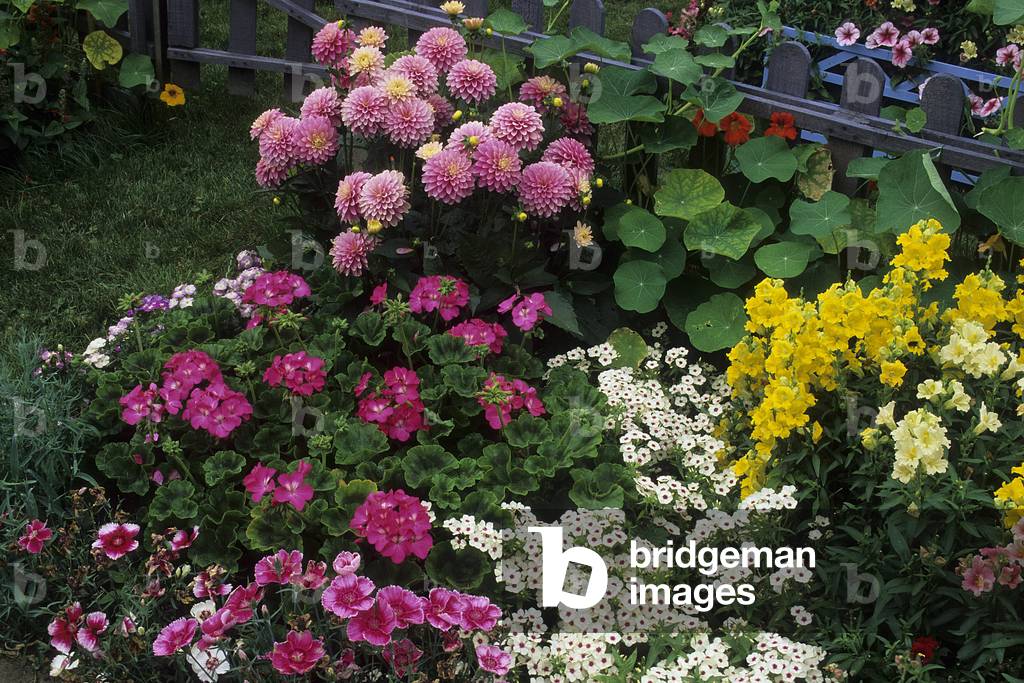 Image of Antirrhinum majus/Muflier 'Mme Butterfly'/Dahlia x/Dahlia ...