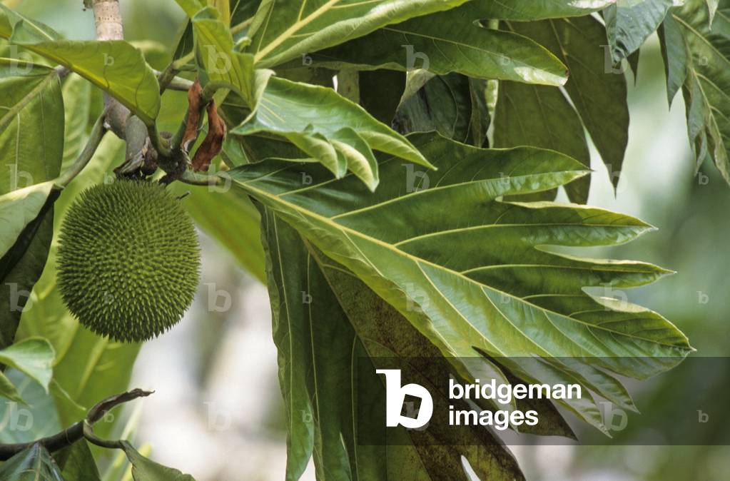 Image of Artocarpus altilis / Artocarpus incisa / Arbre a pain