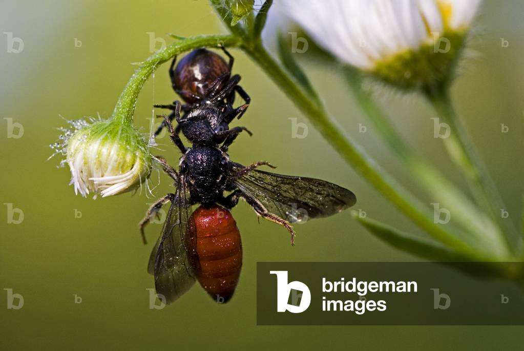 Image of Synaema globosum/Araignee napoleon/Spider Crab/Prey/Pompilidae ...