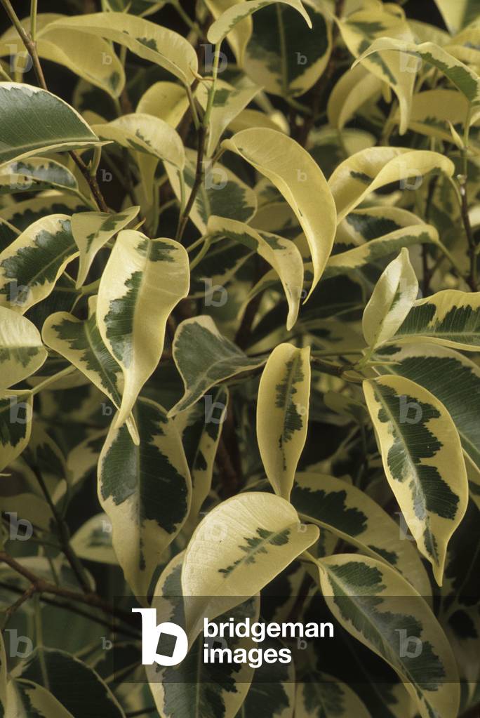 Image of Ficus Benjamina 'Starlight'/Benjamin Tree