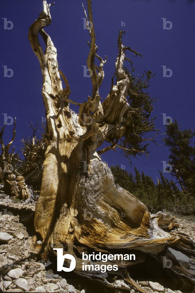 Image of Bristlecone pine/Hook pine/Pinus aristata/5000 years old ...
