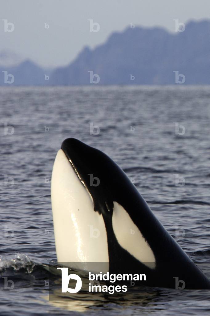Image of Orcinus orca/Orca/Killer Whale