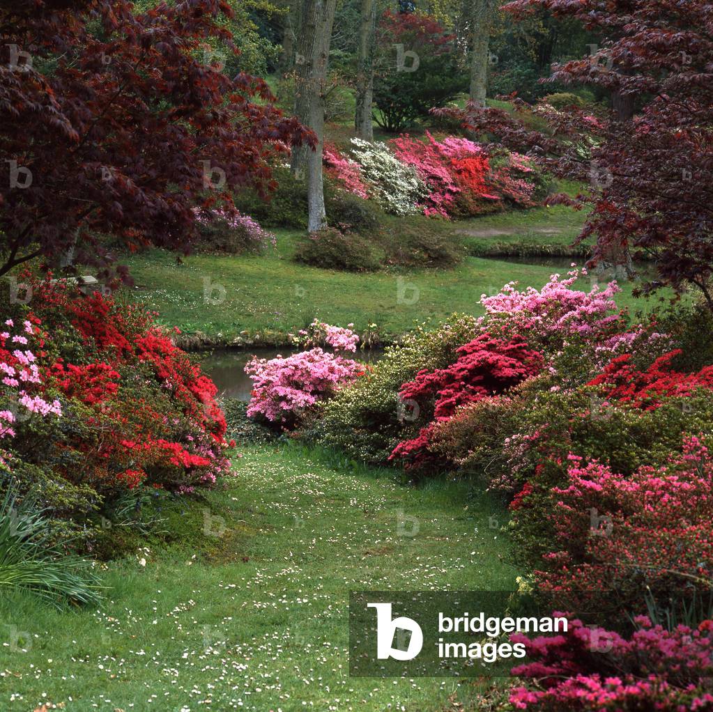 Image of Heather Land Garden/Rhododendron x/Rhododendron/Acer palmatum ...