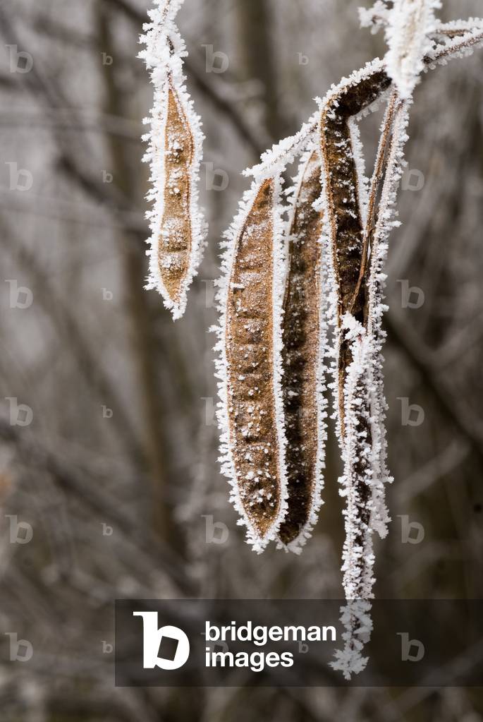 Image of Frost/Robinia pseudoacasia/Robinia False Acacia