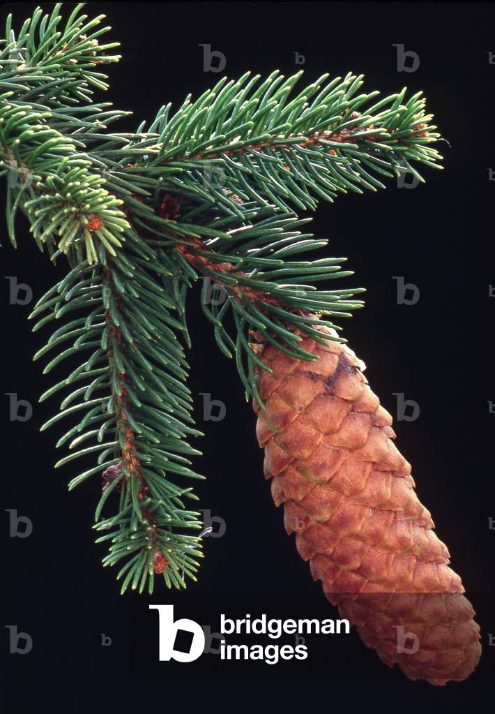 Image of Picea abies/Epicea eleve/Epicea commun/Common Spruce