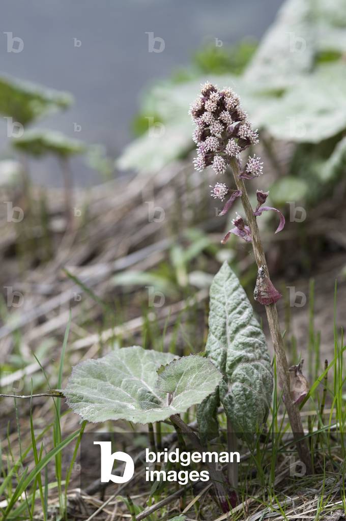 Image of Petasites hybrida/Petasite hybrid/Petasite officinal