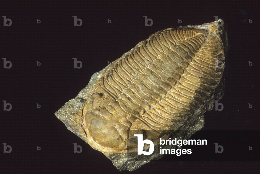 Image of Fossil/Trilobite/Dalmanites sp./400 M A