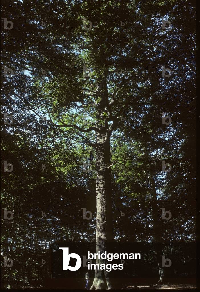 Image of Chene Jupiter/Oak peduncle/Quercus pedunculata/600 years/High ...