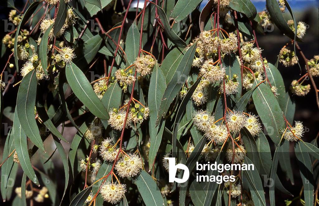Image of Eucalyptus globulus/Globose Eucalyptus/Blue Gum/Tasmanian Blue Gum