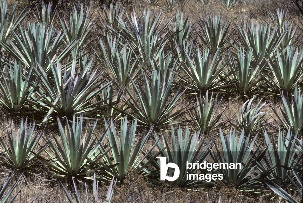 Image of Agave mescal/Agave angustifolia/Mescal Agave/Maguey Espadin