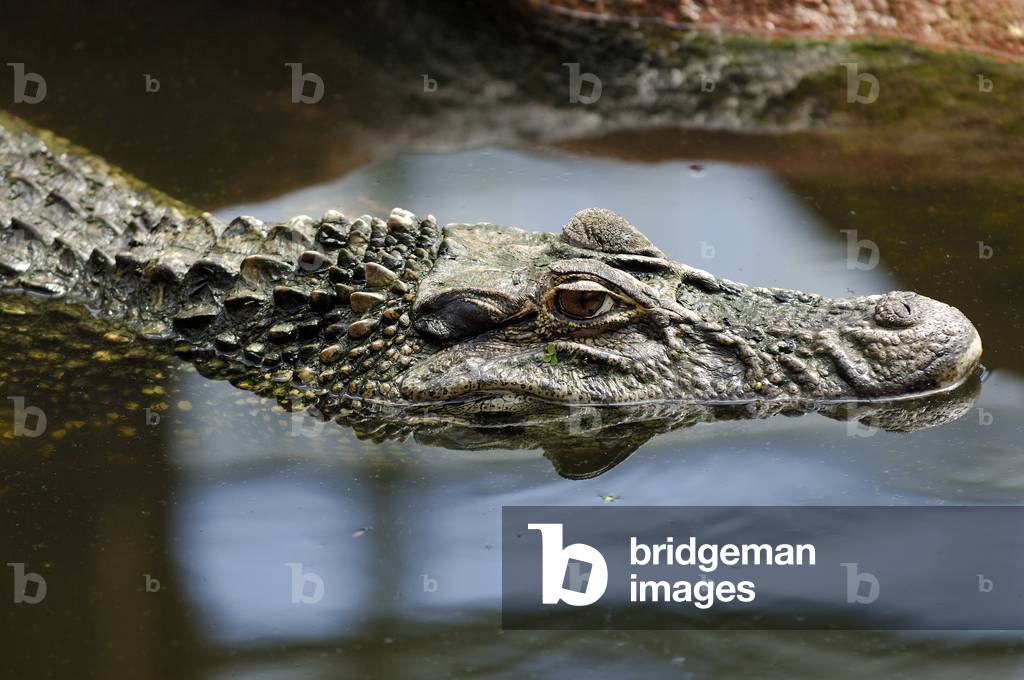 Image of Melanosuchus Niger/Caiman black/Black Caiman