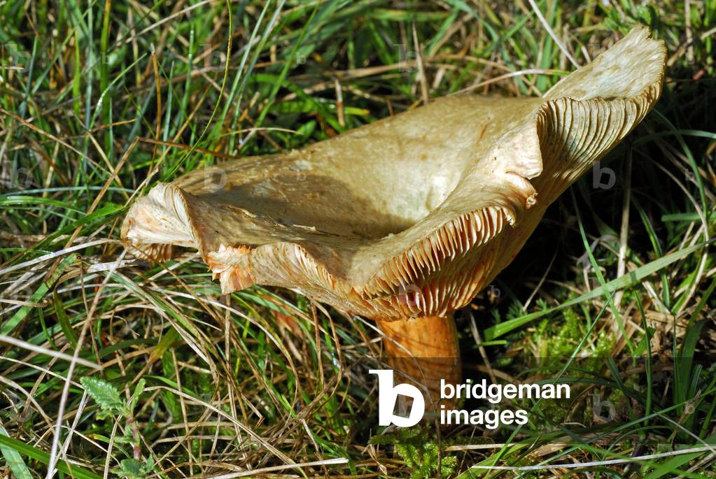 Image of Lactarius deterrimus/Resinous lactary/Epicea lactary