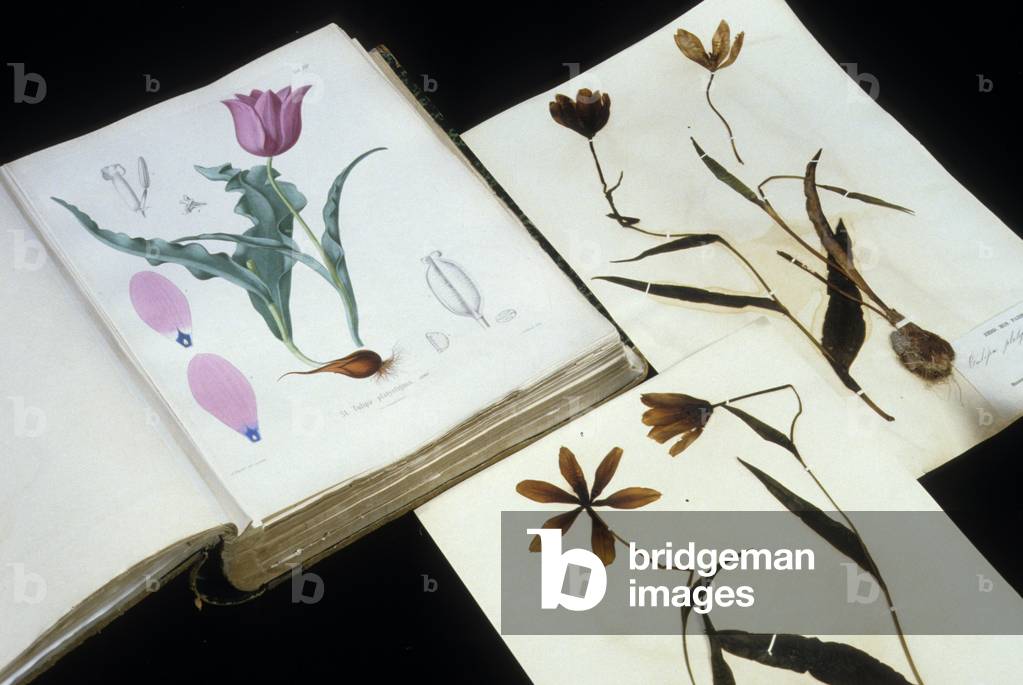 Image of Herbarium and botanical board/Tulipa platystigma/Tulip ...