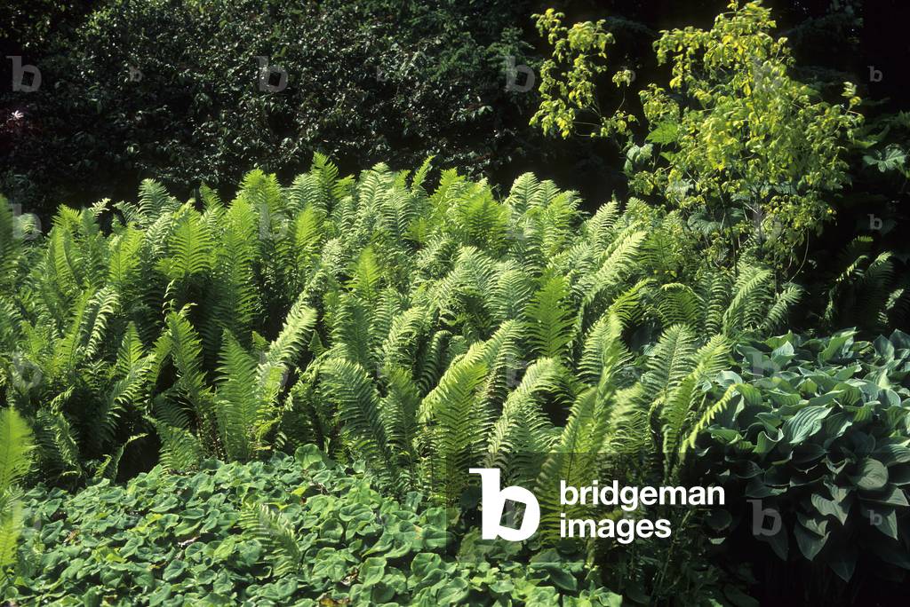 Image of Struthiopteris germanica/Matteuccia struthiopteris/Ostrich ...