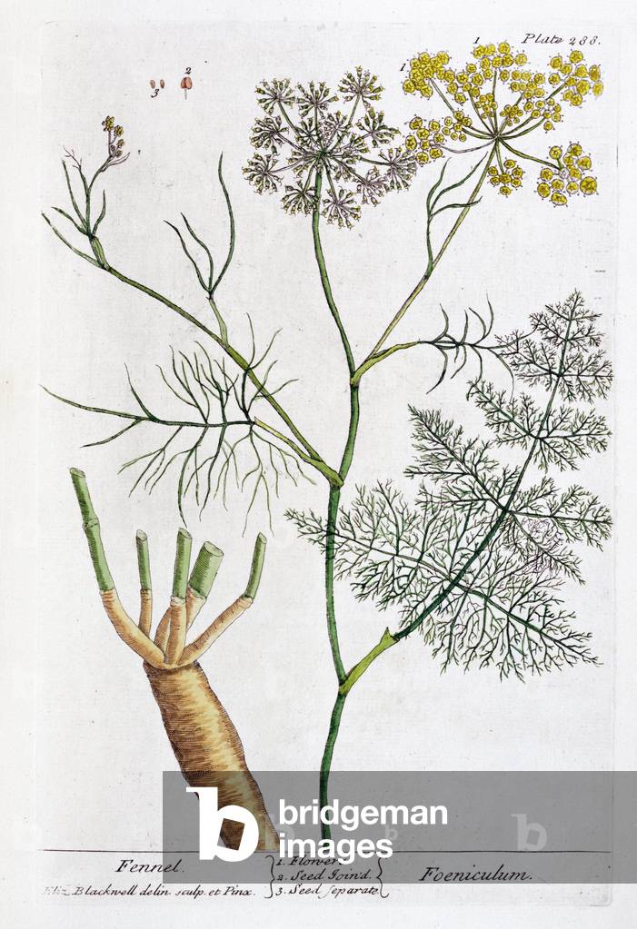 Image of Fenouil commun (Foeniculum vulgare). Planche illustree tiree ...
