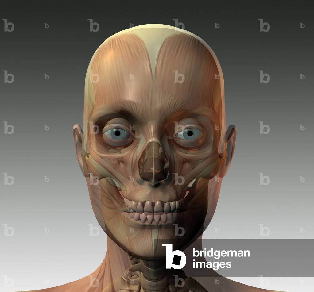 Image of Synthesis image: anatomy. Muscle structure of the face