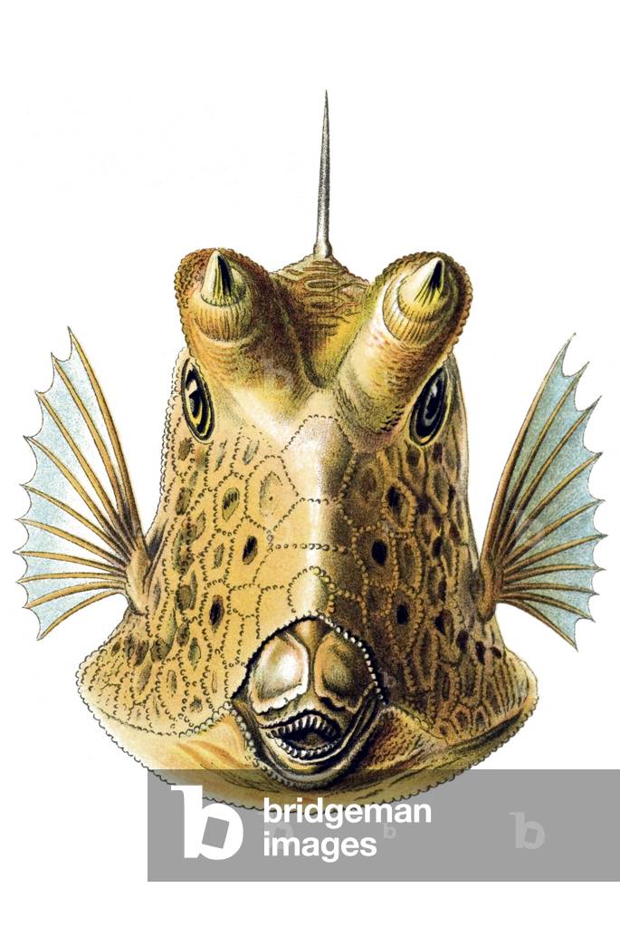 Image of Plate 42: fish trunk (fish trunk). Boxfish (Ostracion cornatus ...