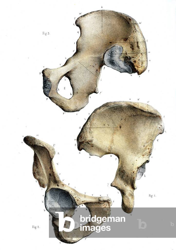 Image of Pelvis anatomy - 1866 illustration showing the anatomy of the