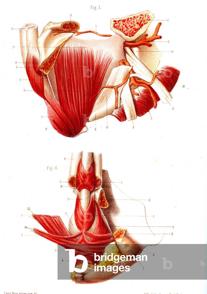 Image of Muscles of the perineum 1866 illustration showing the muscles of