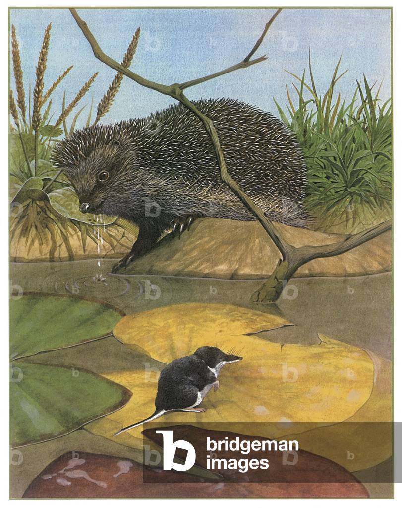 Image of Hedgehog and vole by English School, (20th century)