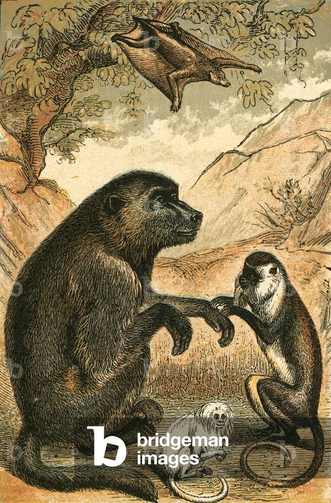 Image of Flying Lemur, Baboon, Diana Monkey and Marmoset by English ...