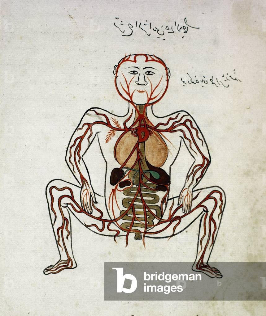 Image of Arabic medicine: 'blood circulation and digestive system ...