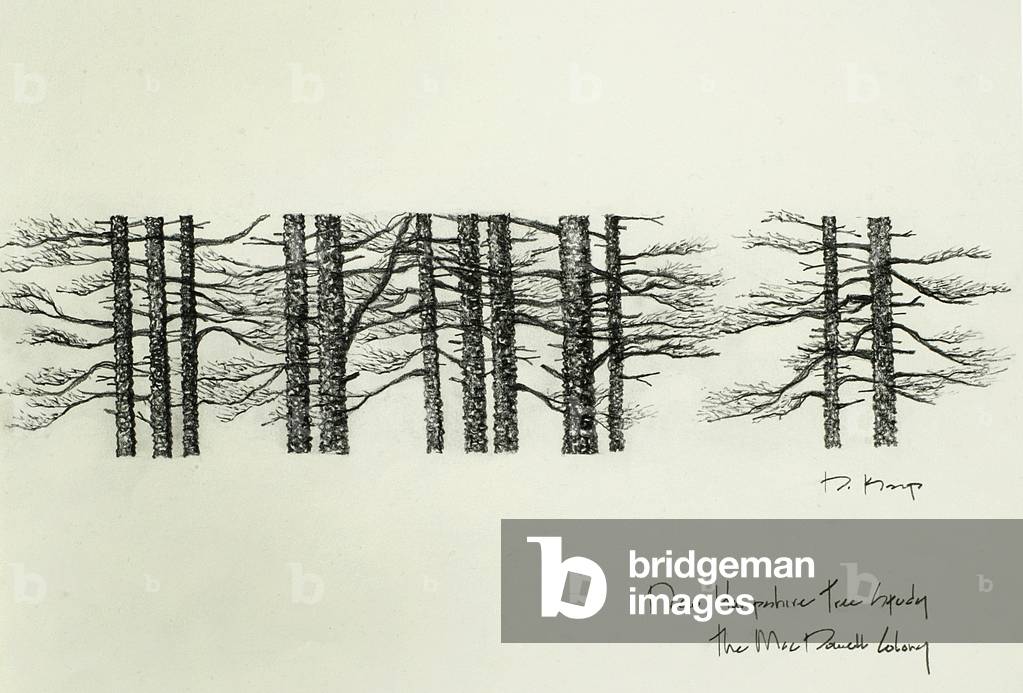 Images of artwork by David Kamp (20th-21st century) from Bridgeman Images