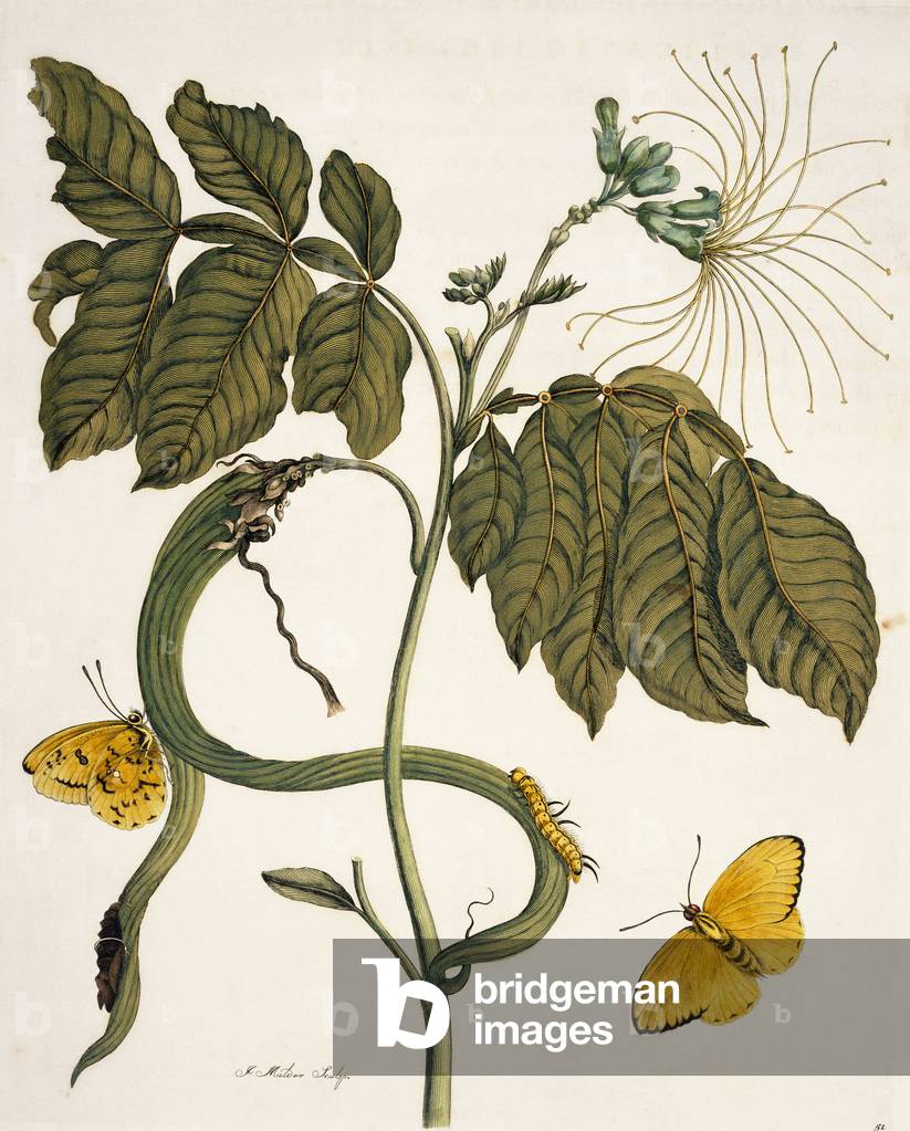 Image of Okra (watercolour on vellum), 1703- by Merian, Maria Sibylla ...