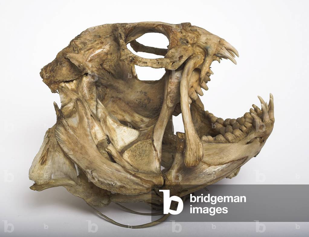 Wolf Eel Skull Real Pacu Fish Skeleton, Gothic Home Decor, Oddities