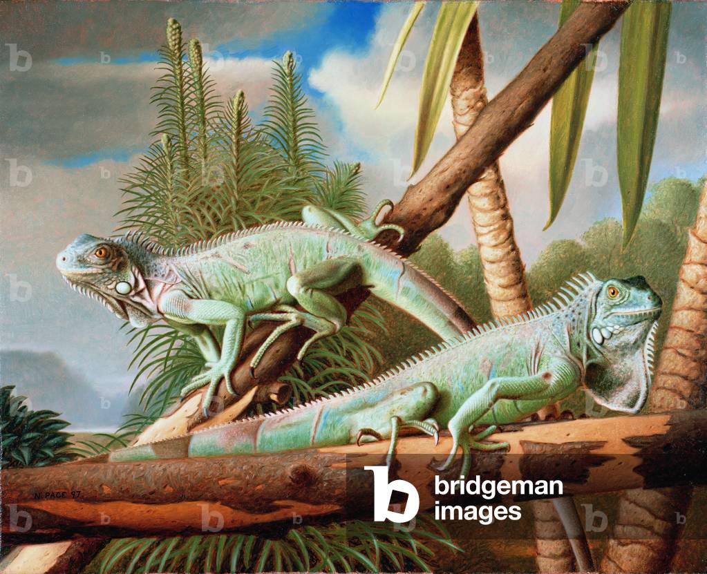 Pace, Nicholas - Bridgeman Images Partner
