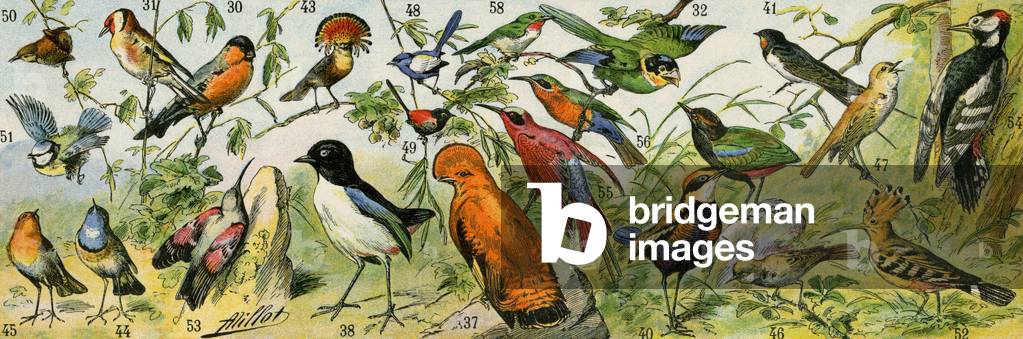 Image of Varieties of colorful birds of the world, woodpeckers, jays. 19th
