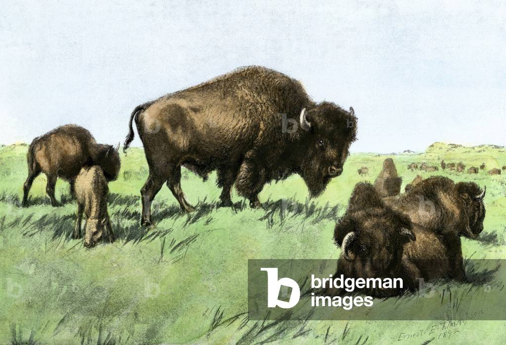 Image of Herd of buffalo in the Great Plains in the United