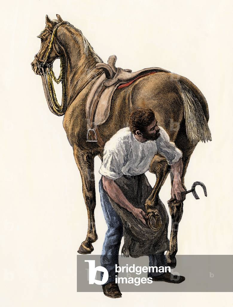 Image of Marechal ferrant placing a horseshoe on the animal's hooves ...
